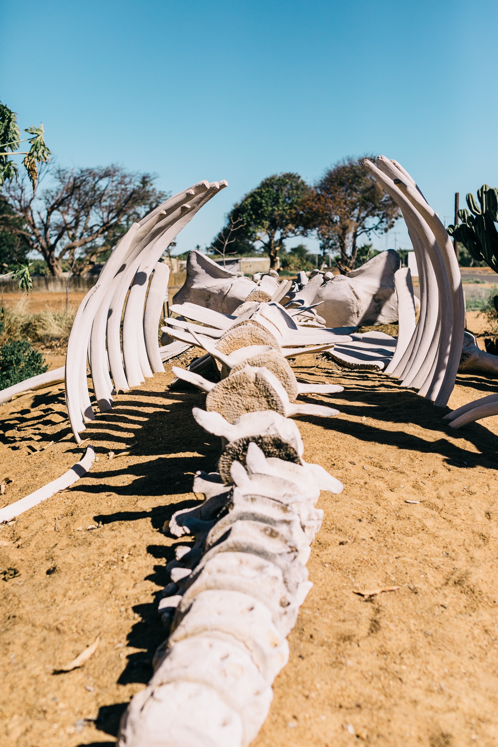 Dry Bones Can Live – The dRhema